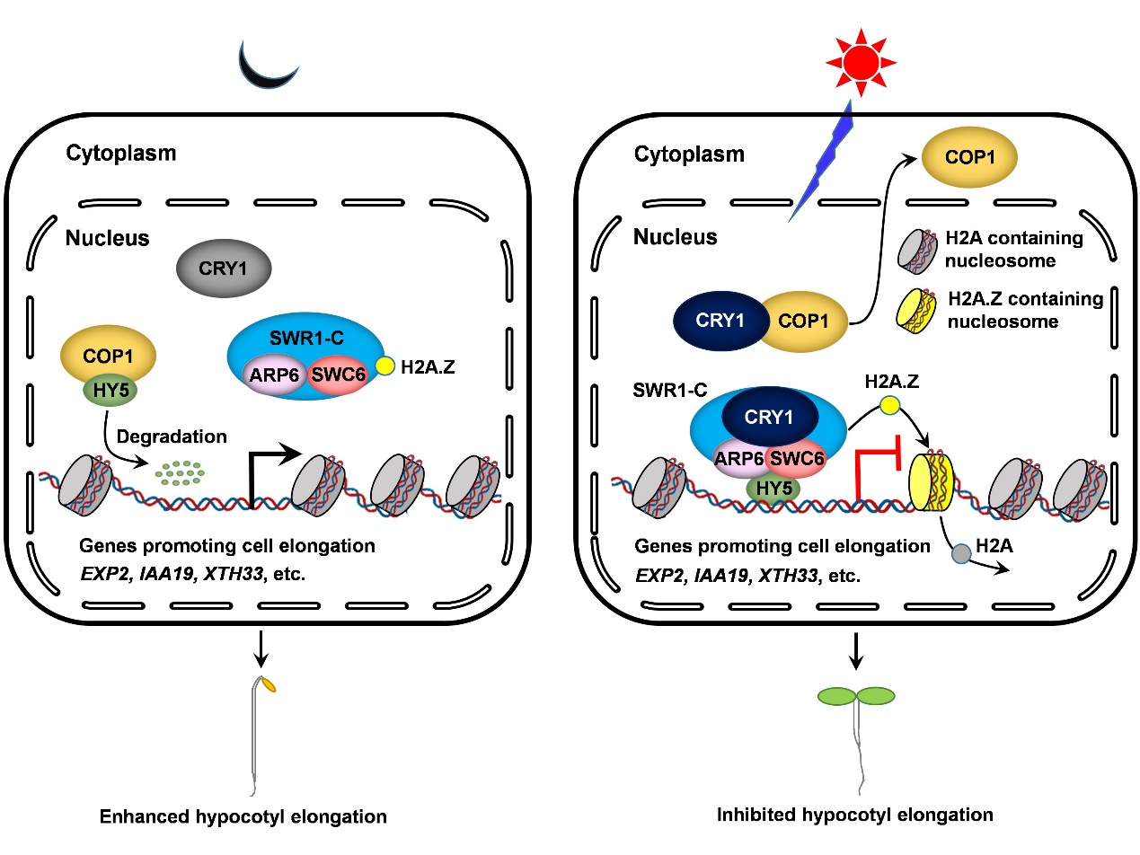 The Plant Cell: 杨洪全团队揭示蓝光受体隐花素CRY1通过调控H2A.Z占位来调控植物光形态建成的分子机制