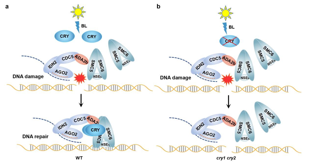 杨洪全团队揭示植物蓝光受体隐花色素CRY促进DNA双链断裂修复的功能和机制